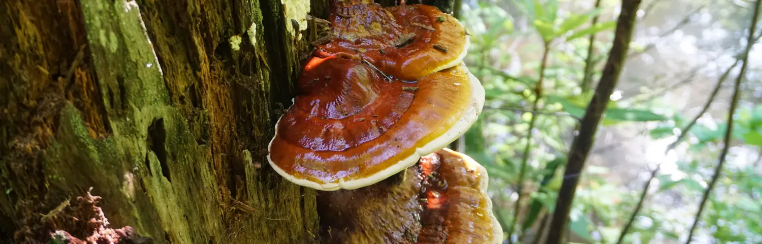 Reishi: El hongo de la inmortalidad a través del tiempo | Fungishop